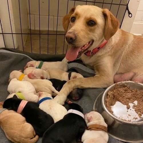 Healthy Puppy Bundle - Pups Without Borders